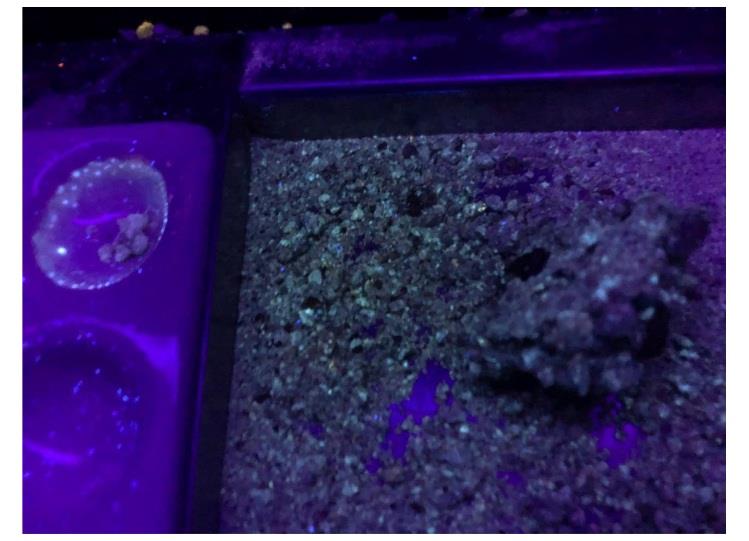 Zimbabwe: Invictus Energy's Mukuyu-1 well confirms working hydrocarbon ...